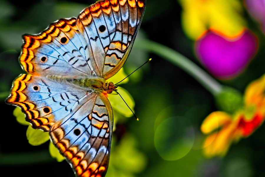 Parent Weekly Update - June 9, 2025 - Elboya School