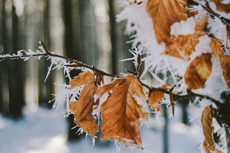 Parent Weekly Message - January 27, 2025 - Elboya School