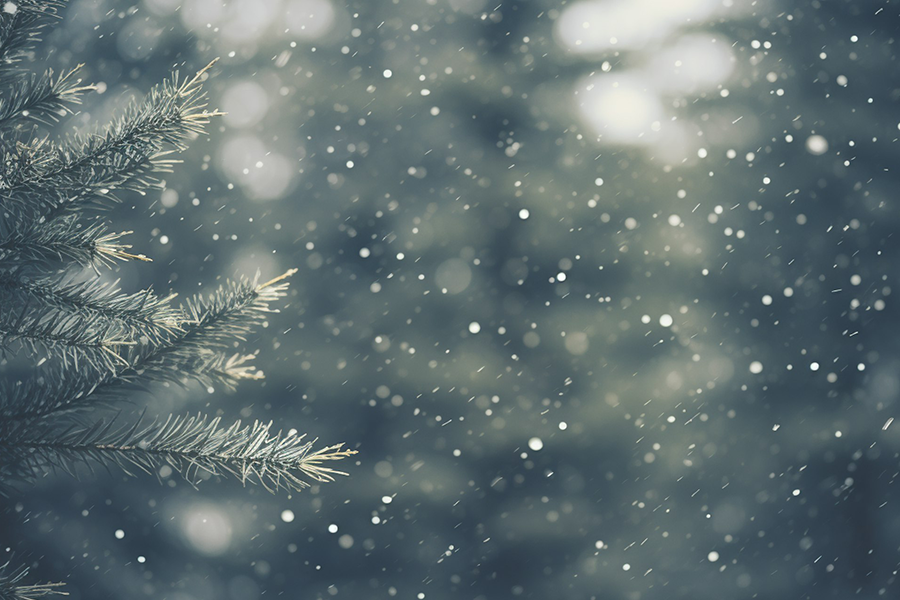 Parent Weekly Message | December 1, 2025 - Elboya School