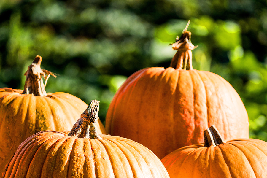 Parent Weekly Message - Oct 7, 2024 - Elboya School